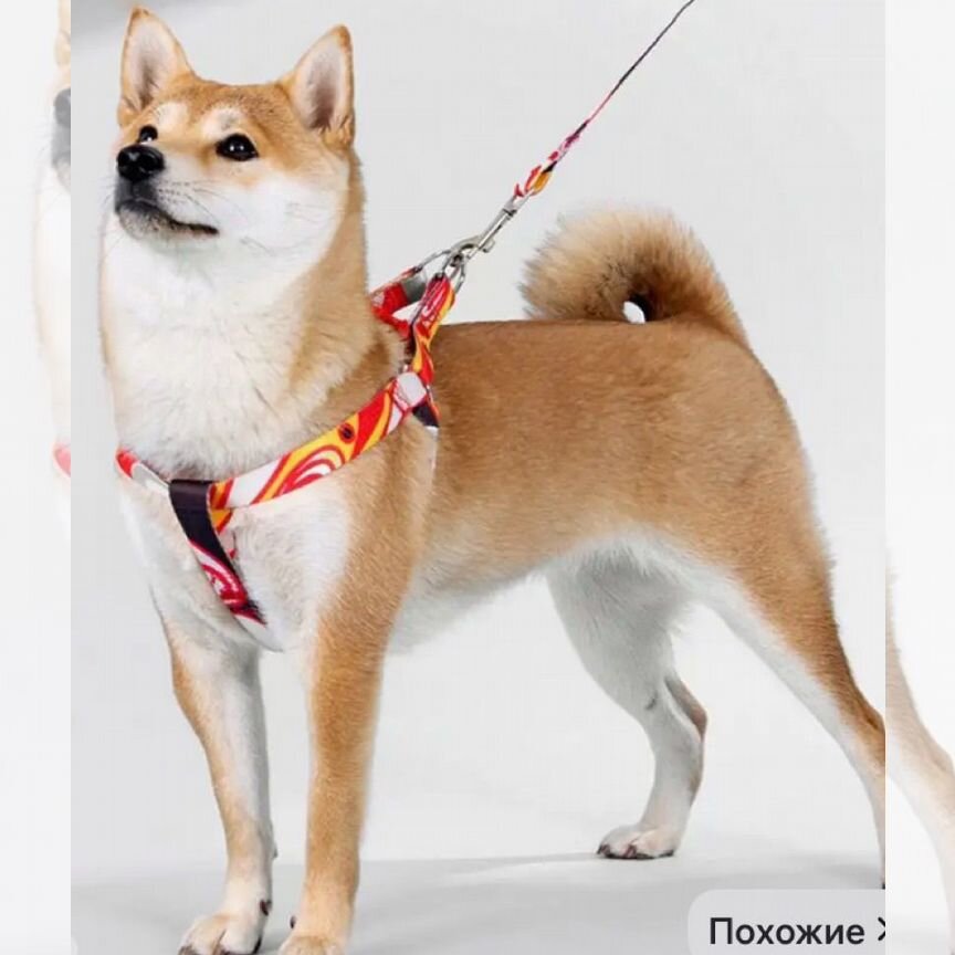 Шлейка с поводком новые, намордник металл бу