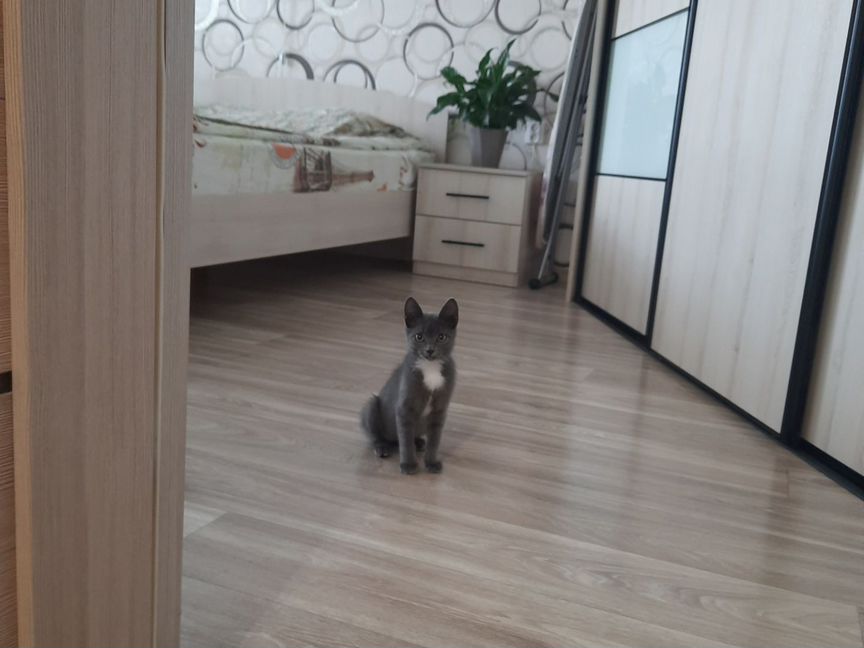 Котята в добрые руки приучены к лотку