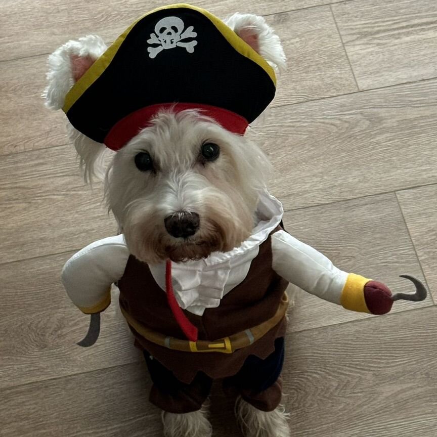 Костюм пирата для собаки на хеллуин