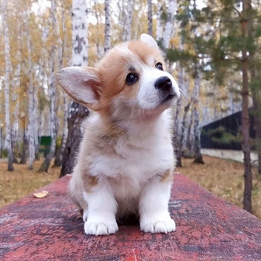 Вельш-корги пемброк