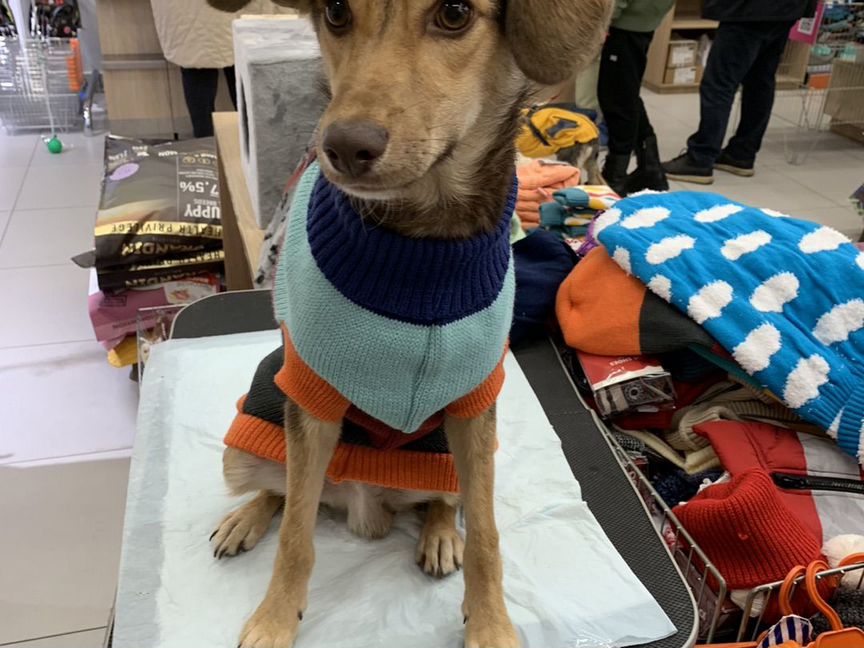 Щенок в добрые руки маленькой собаки