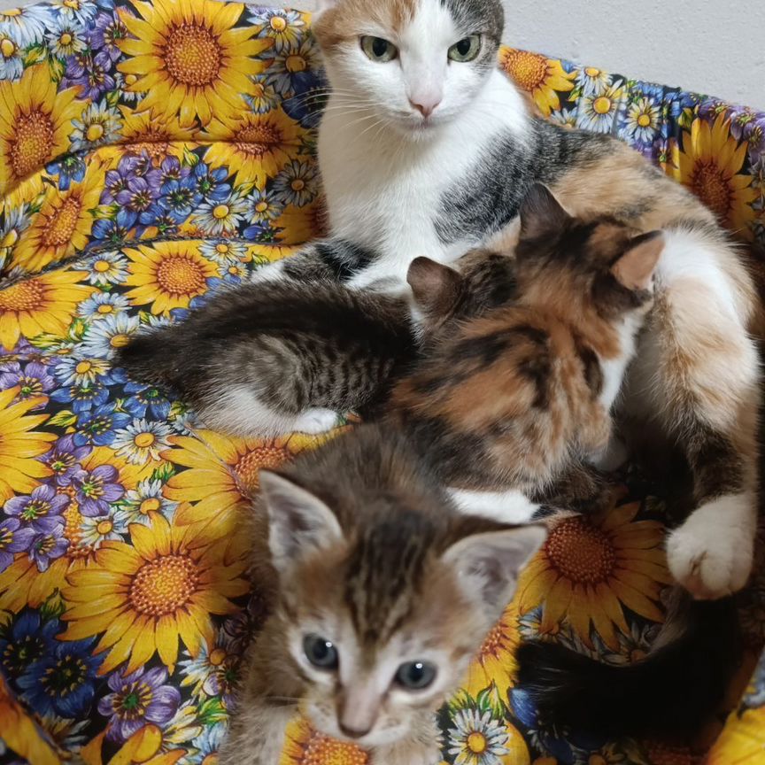 Котята в добрые руки