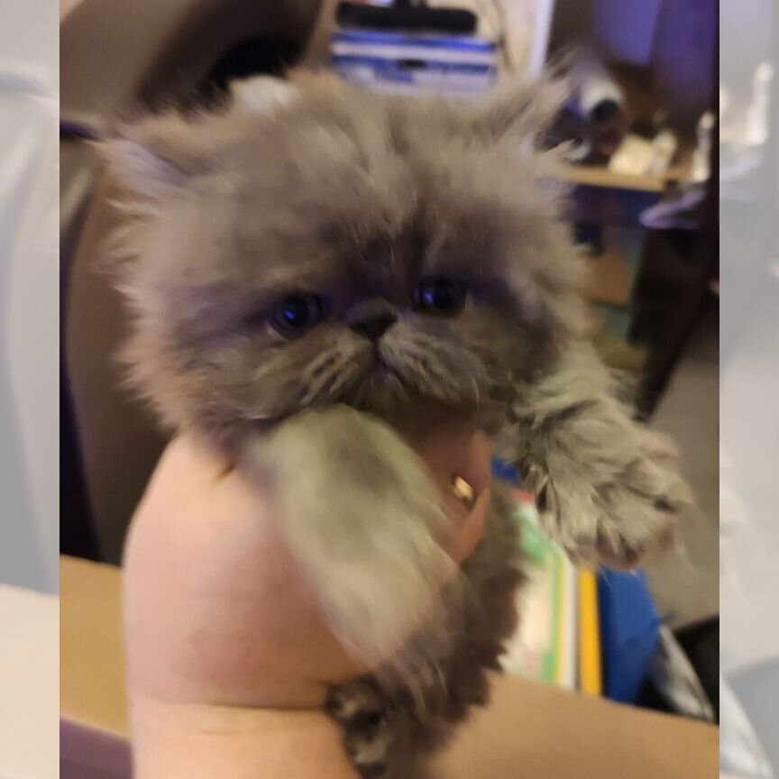 Персидский котёнок