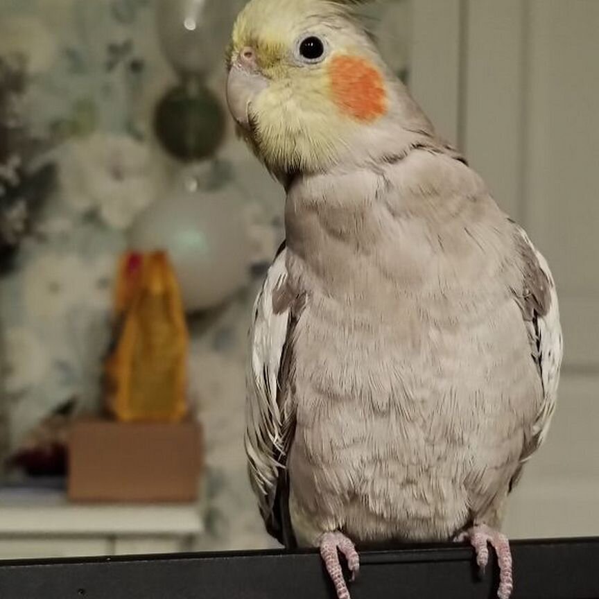 Попугай корелла с клеткой ручной