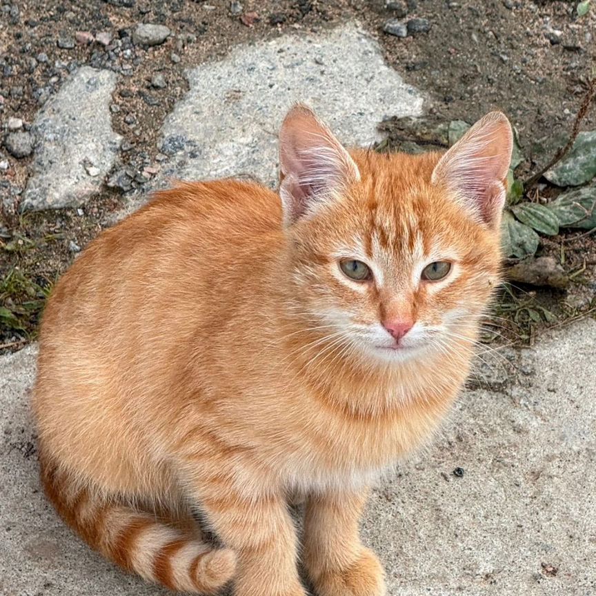 Рыжий мальчик 3 мес