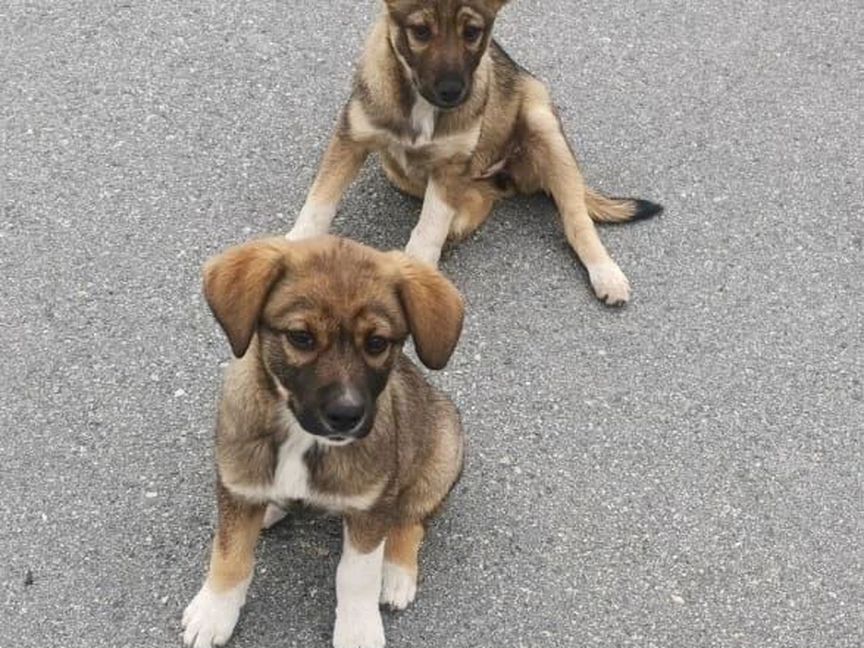 Щенки в добрые руки