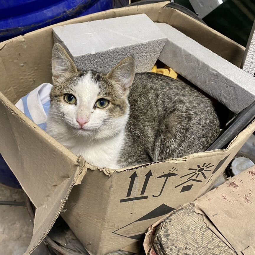 Котята в добрые руки