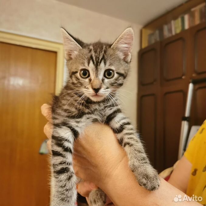 Серый табби котенок