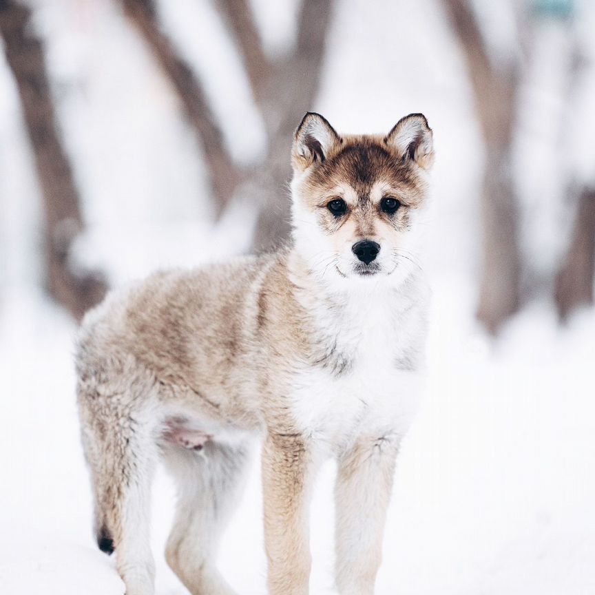 Западносибирская лайка, щенок