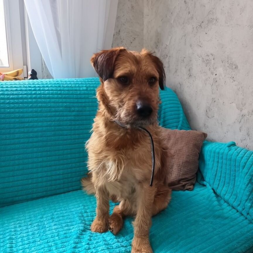 Дратхаар, взрослый пёс