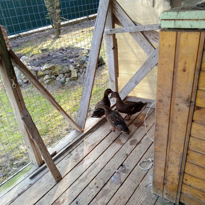 Утки подсадные для охоты