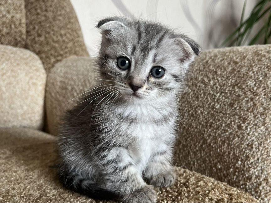 Шотландская вислоухая