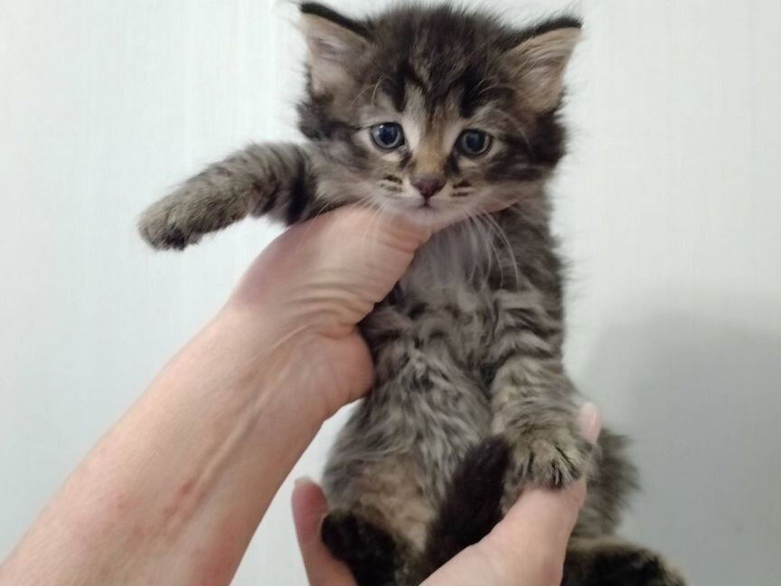 Котята