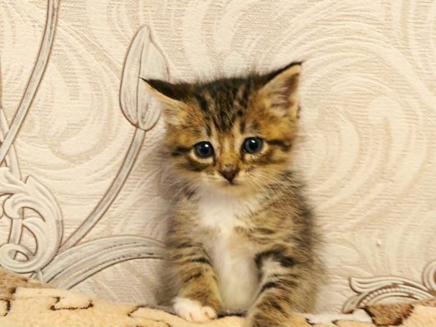 Котёнок 2 мес в добрые руки