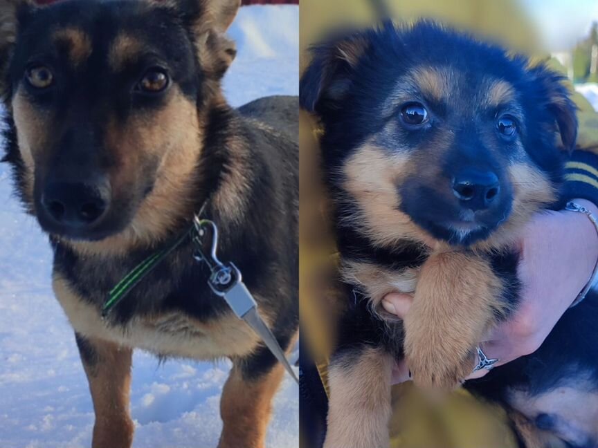 Маленькая собака