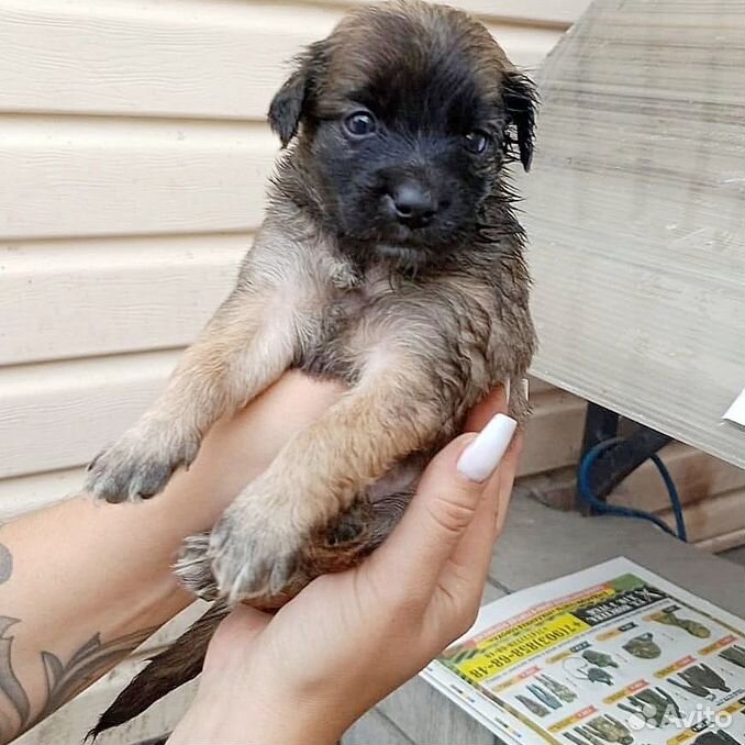 Щенок Мэри ищет дом