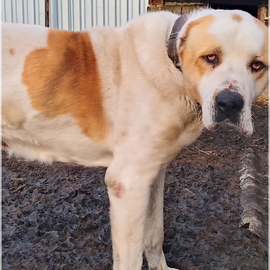 Среднеазиатская овчарка, взрослый пёс