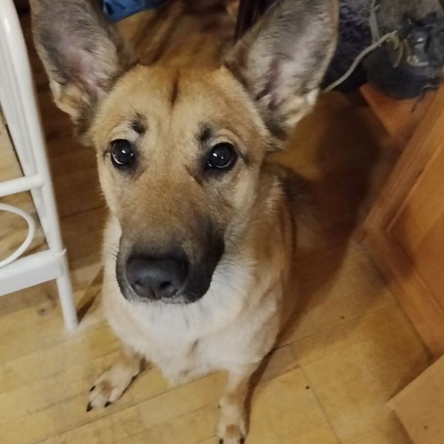 Взрослая собака в добрые руки