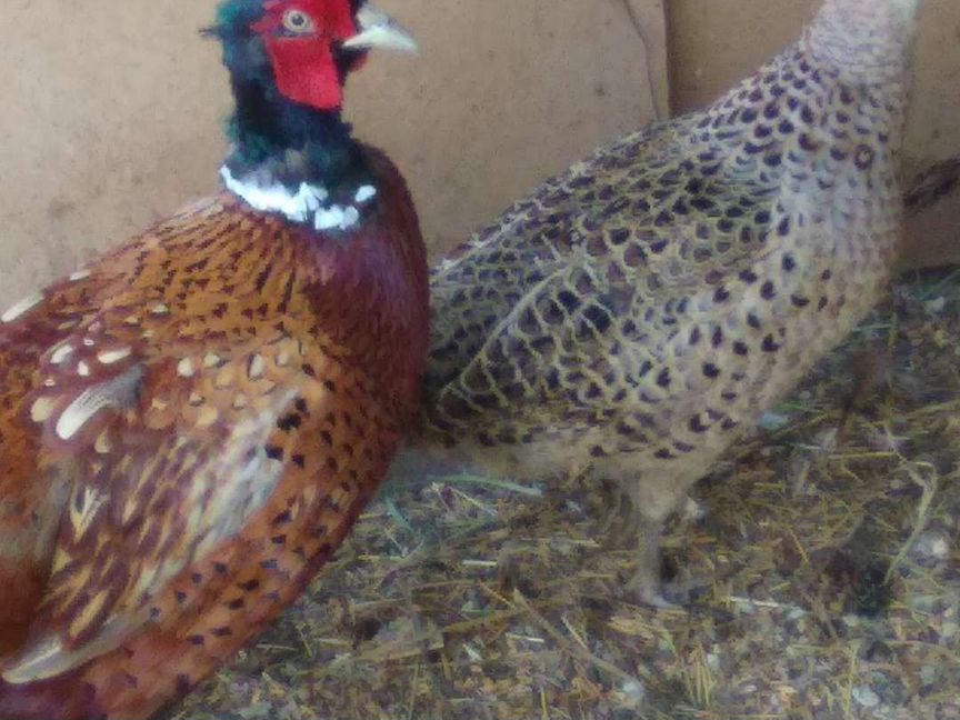 Фазаны охотничьи