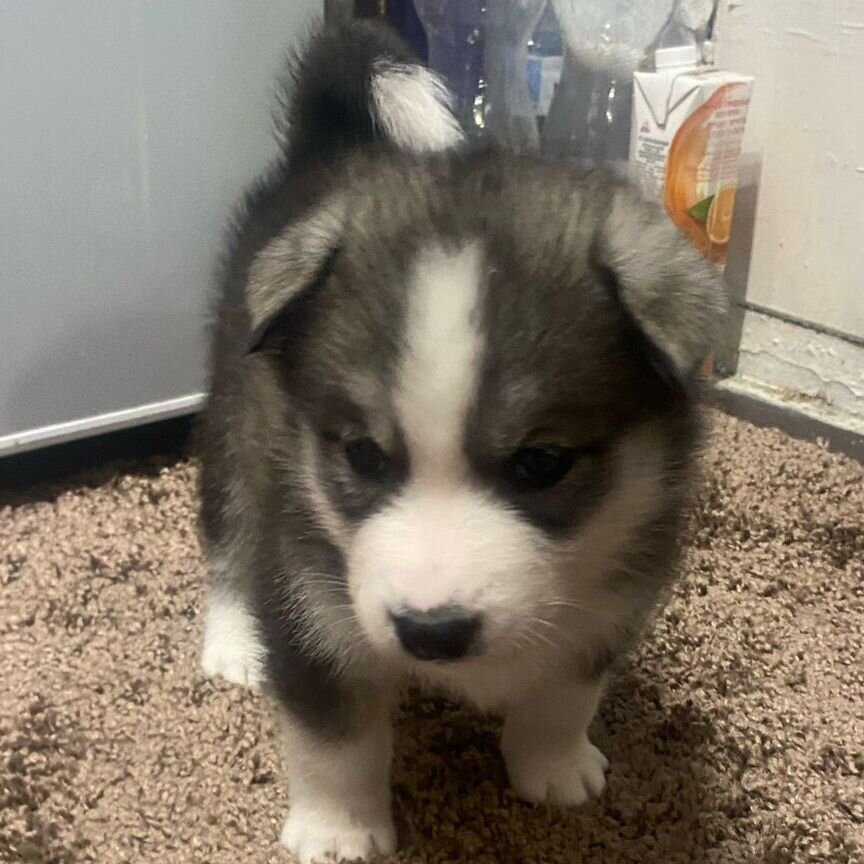 Сибирский хаски, щенок