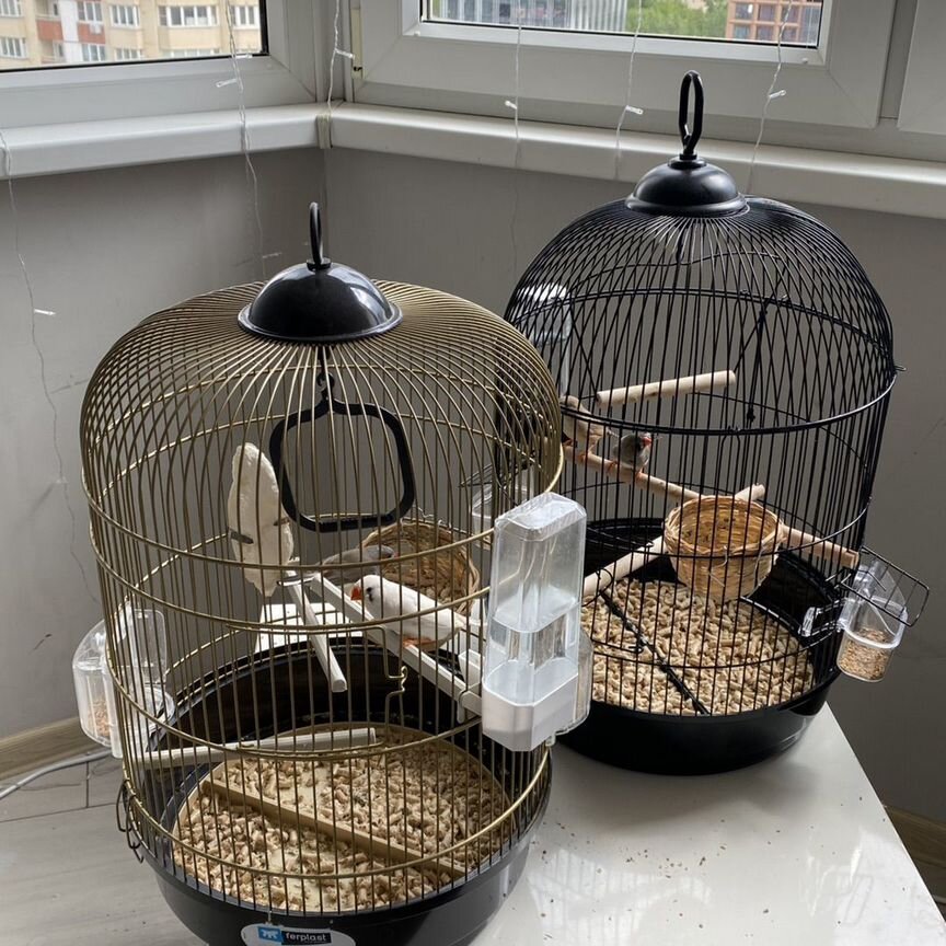 Зебровые амадины