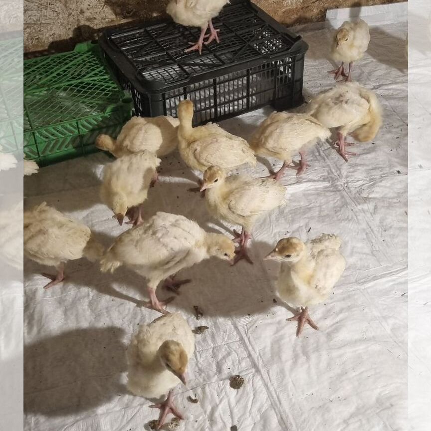 Продам широкогрудых белых индиков
