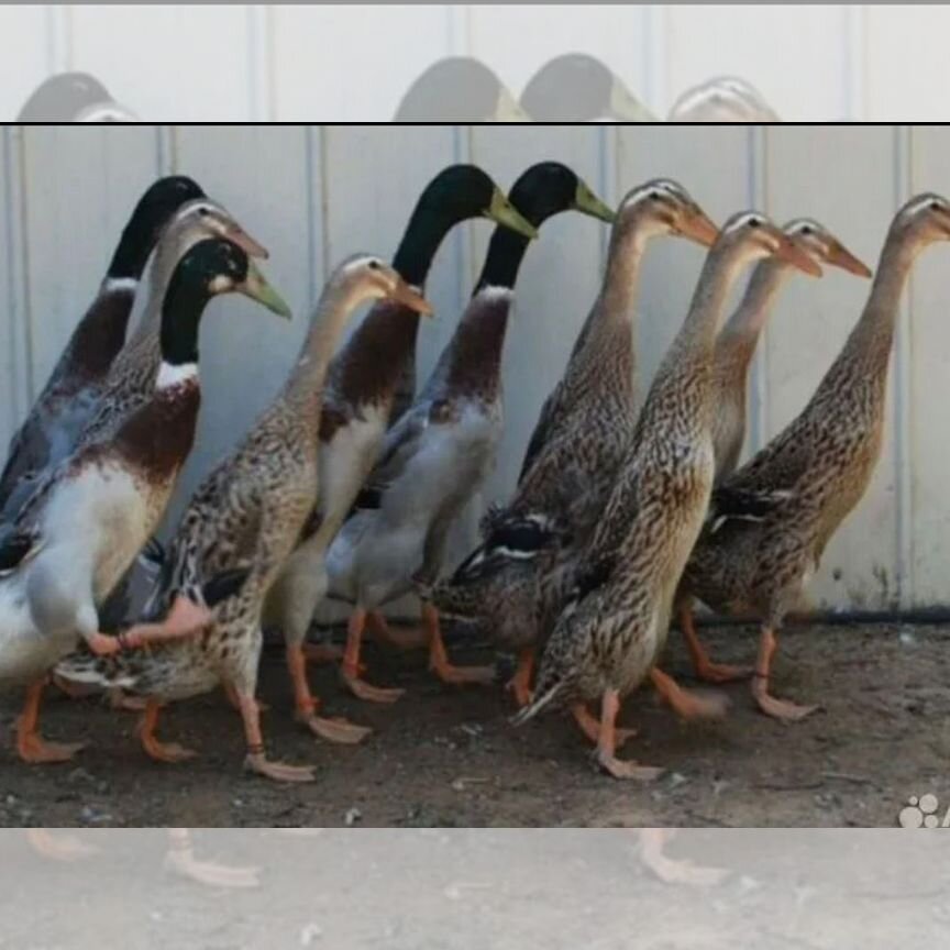 Утки индийский бегунок