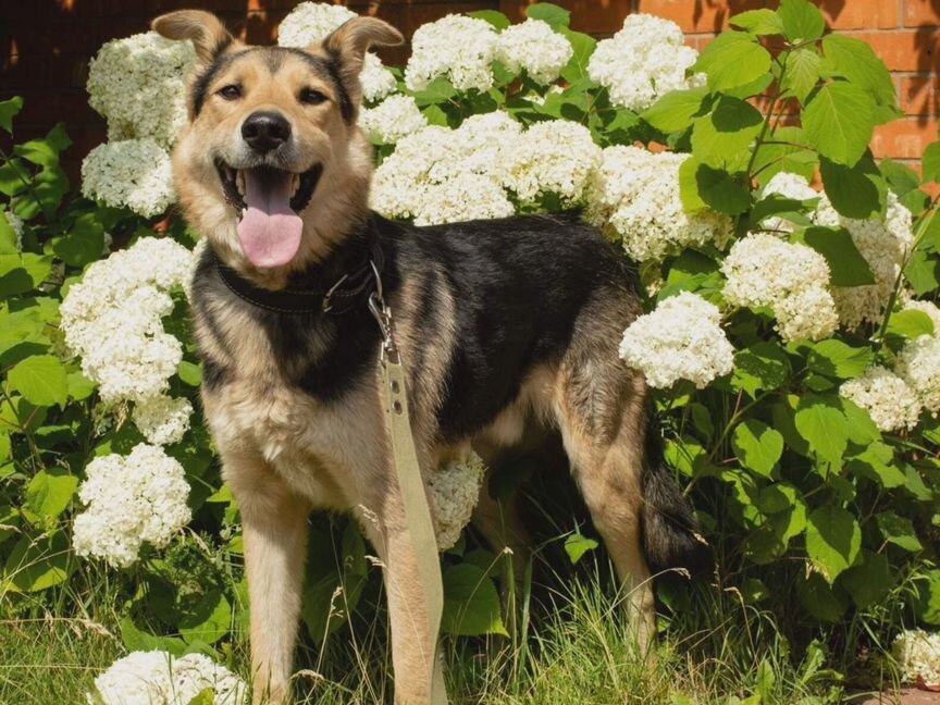 Яша ищет дом