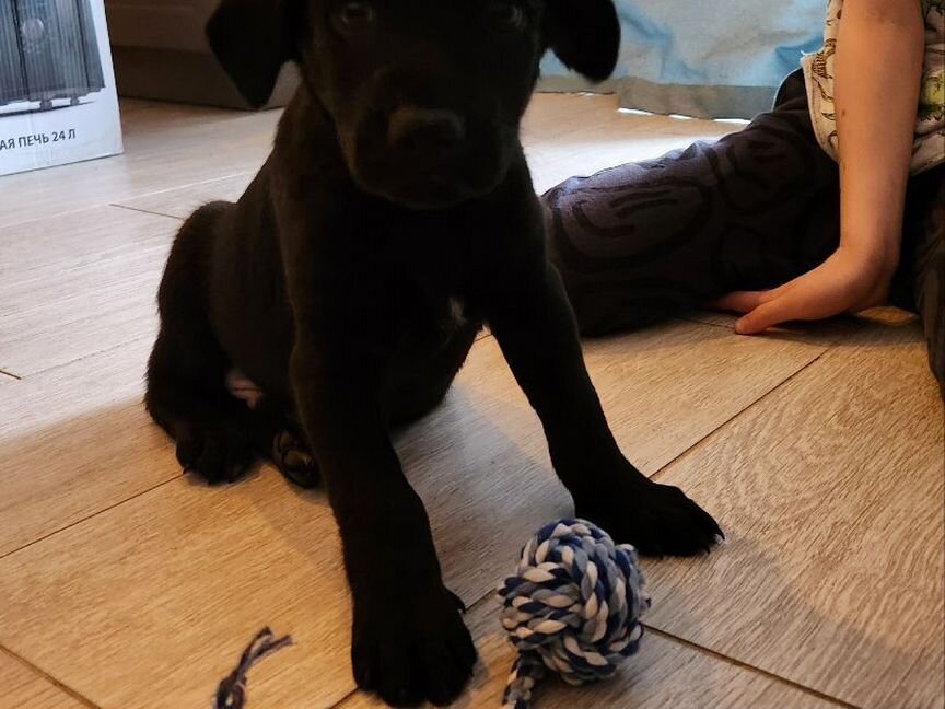 Щенки дворняжки