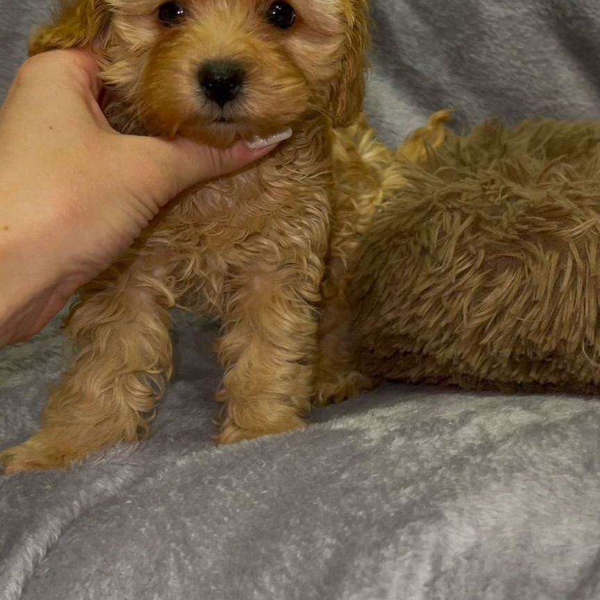 Кавапу щенок