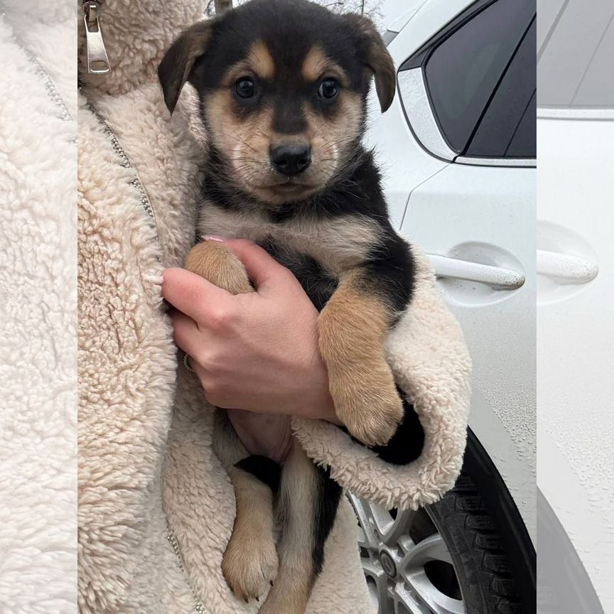 Щенок в добрые руки