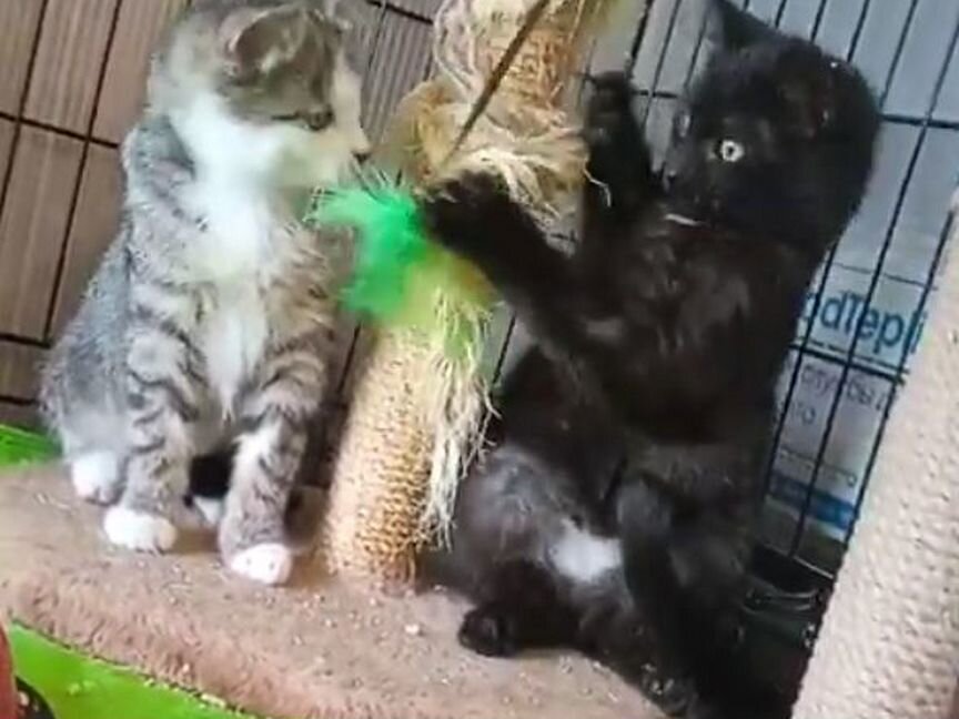 Братики акробатики. 3,5 мес