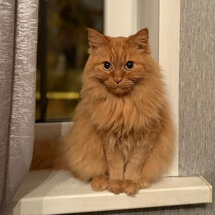 Котик на расстоянии
