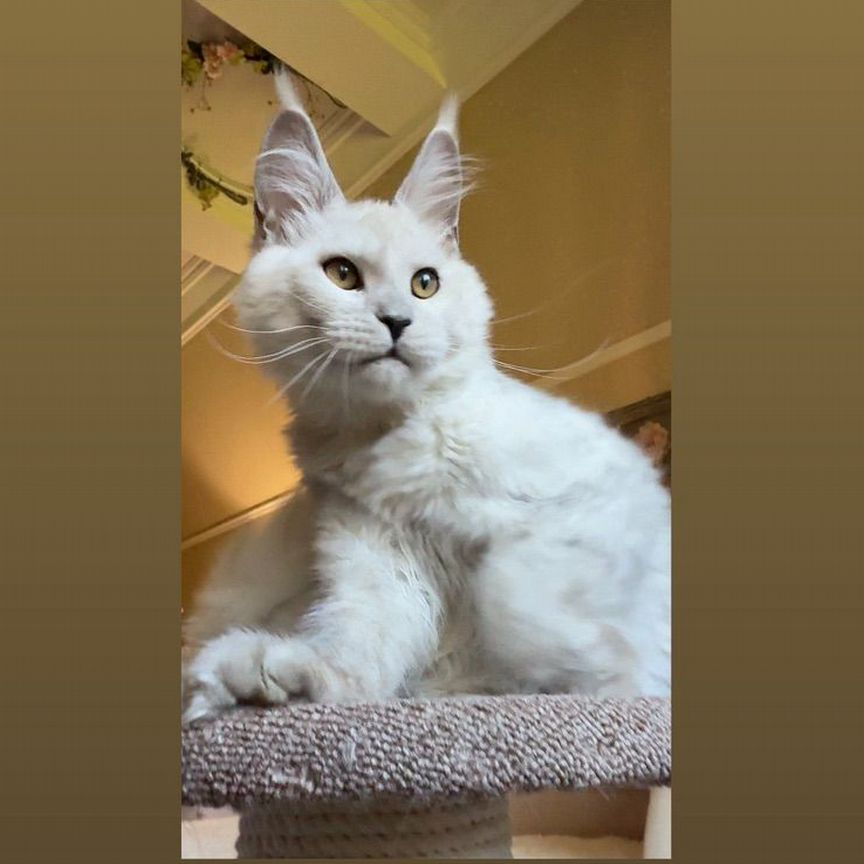 Мейн-кун котёнок