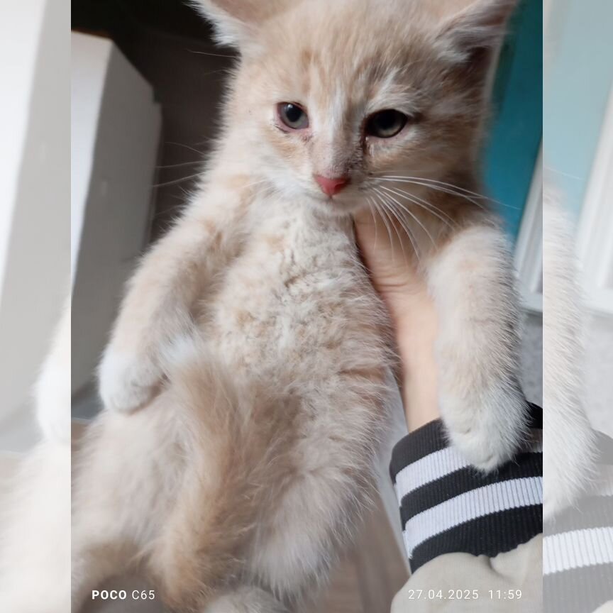 Отдам Котята породы Цейлонская ходят в лоток