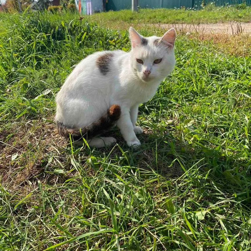 Кот в добрые руки