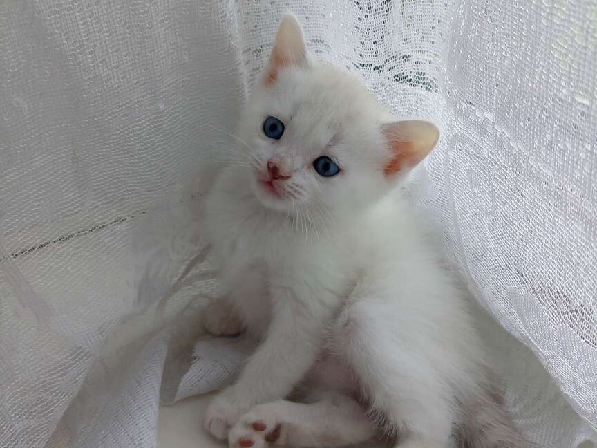 Сиамские котята