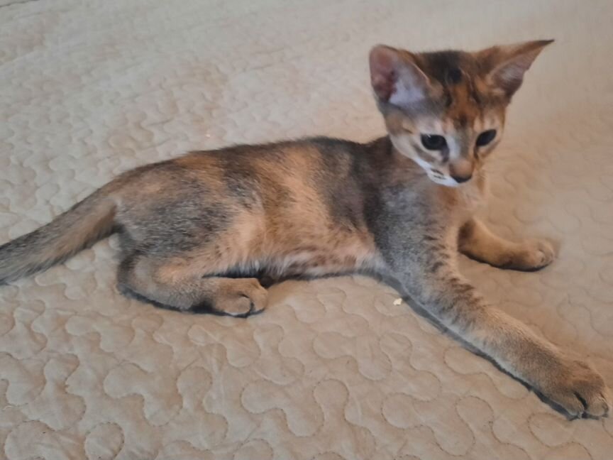 Котята помесь Абиссинцев