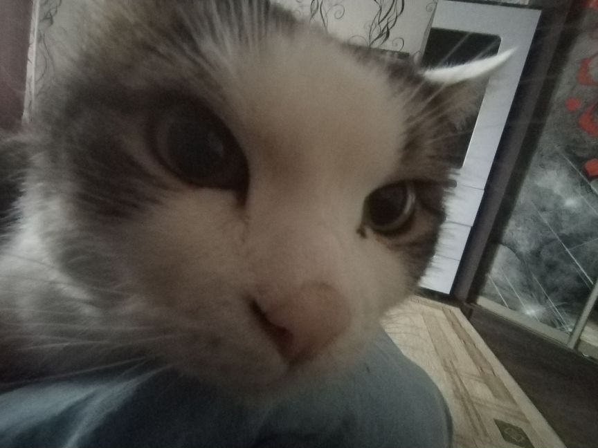 Кот марсик
