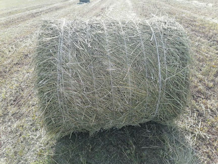 Сено луговое