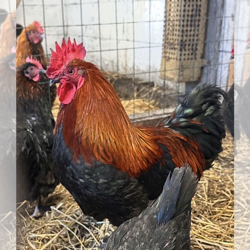 Петух маран