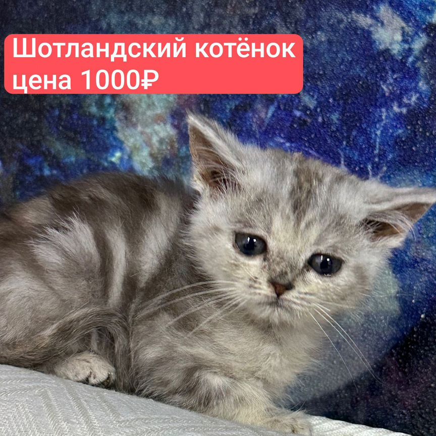 Котёнок в добрые руки