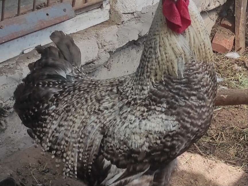 Куры и петухи