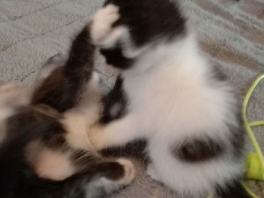 Котята мальчики и девочки