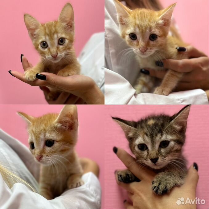 4 котёнка ищут дом