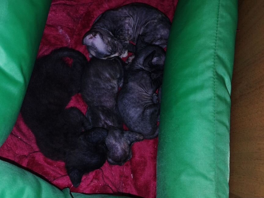 Продам котят сфинксов