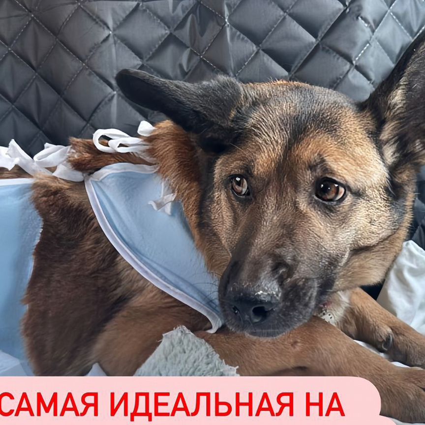 Взрослая собака в добрые руки