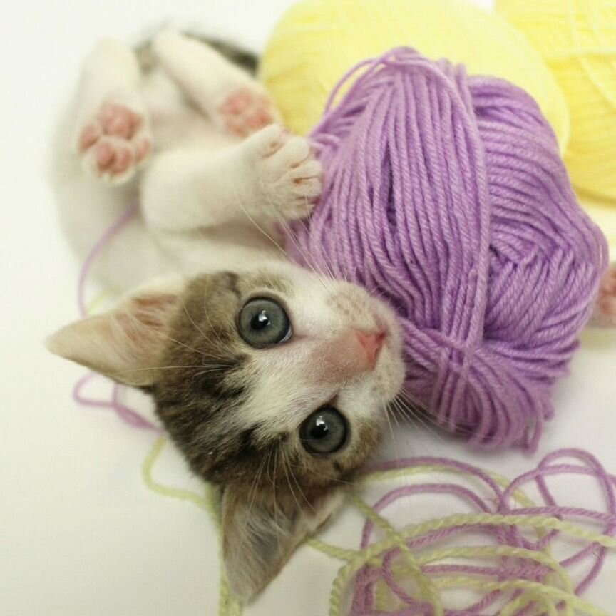 Котёнок в добрые руки