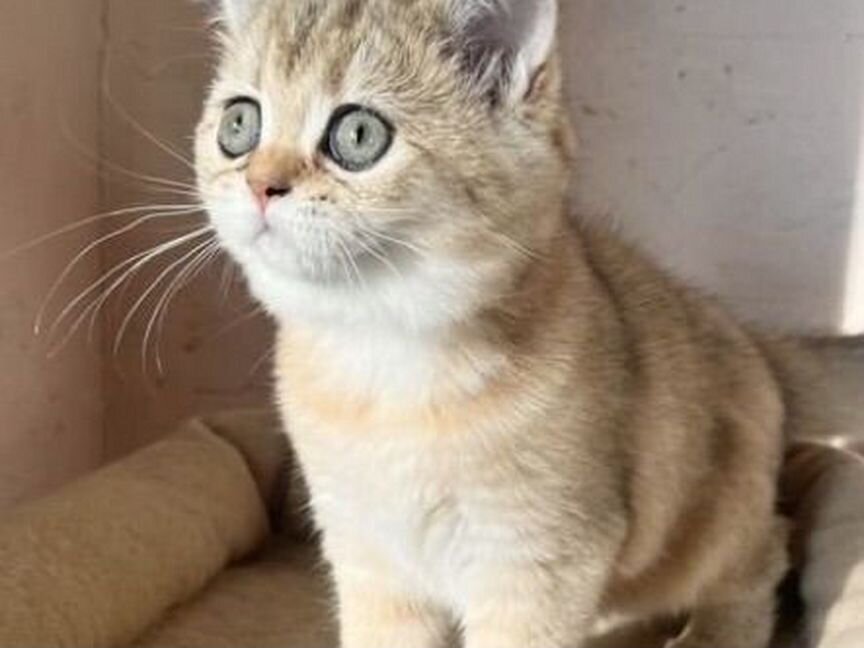 Котёнок девочка золотая