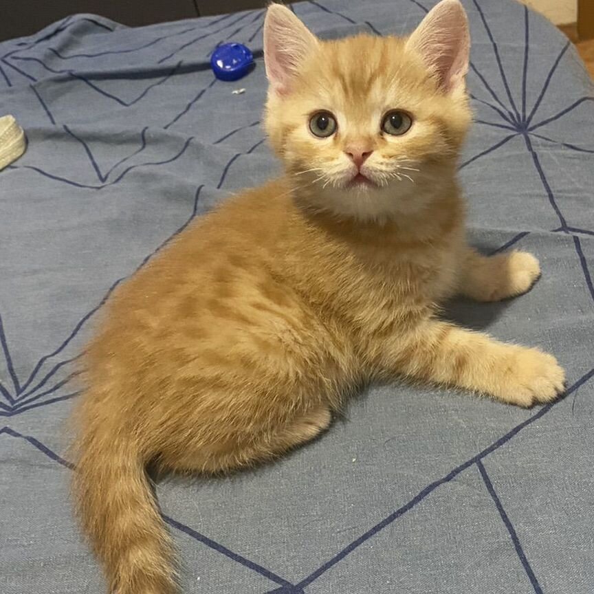 Шотландский прямоухий короткошёрстный котёнок